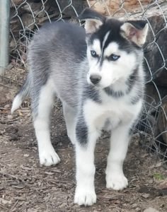 Michigan Siberian Huskies – Beautiful Siberian Husky Puppies for sale ...