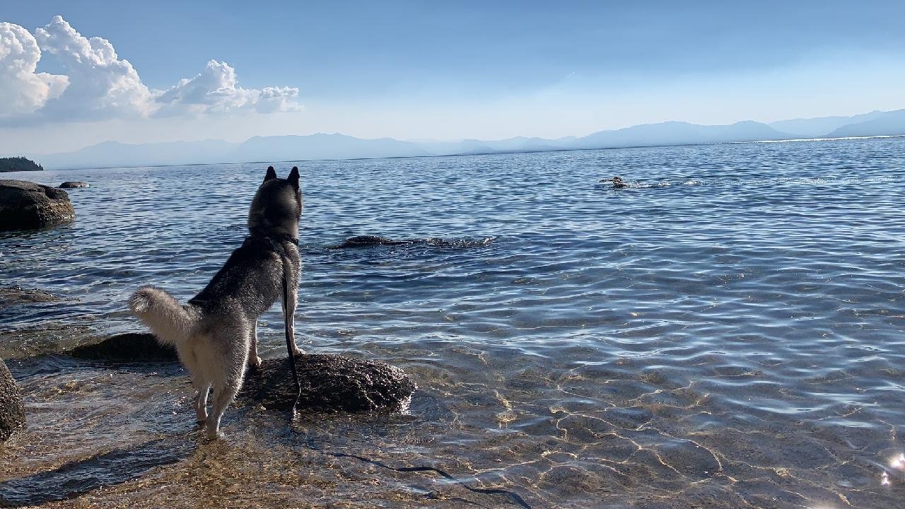 Previously Adopted Puppies – Michigan Siberian Huskies