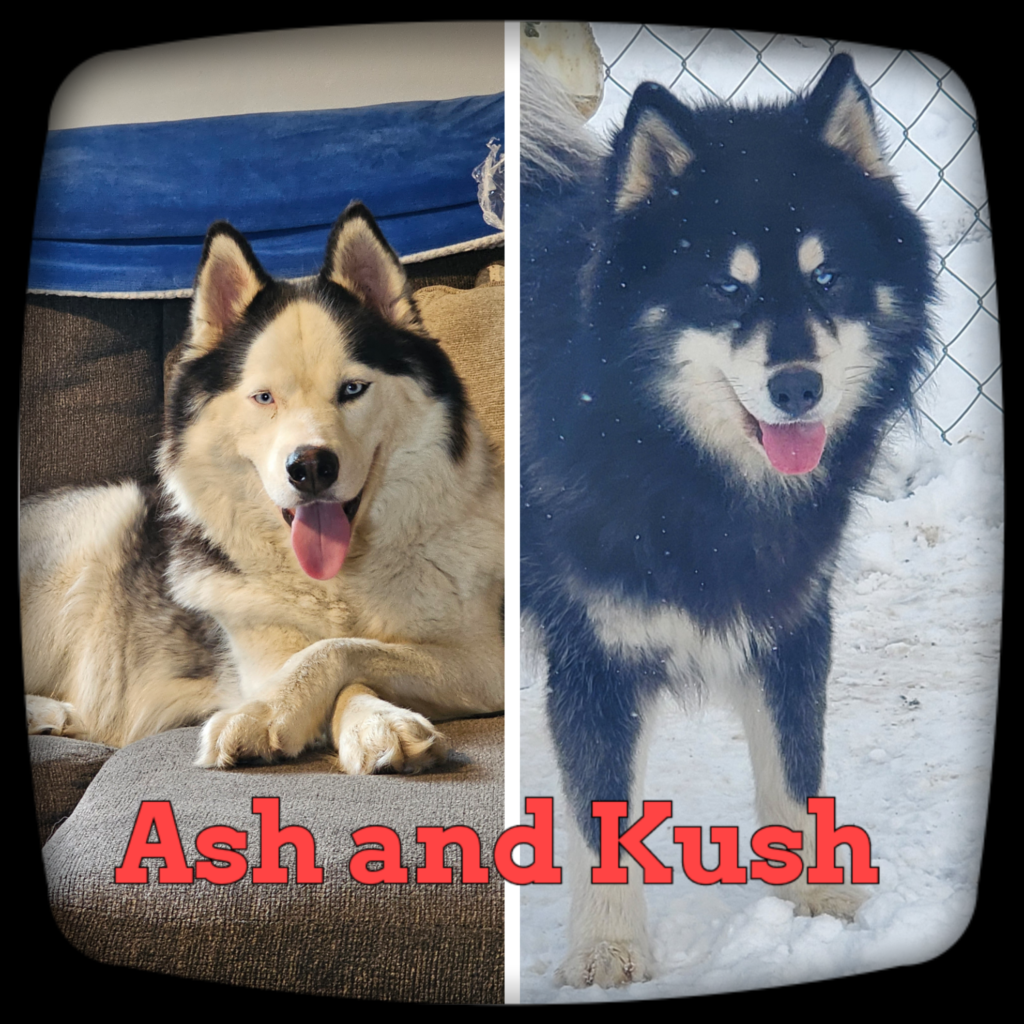 Ready To Adopt – Michigan Siberian Huskies