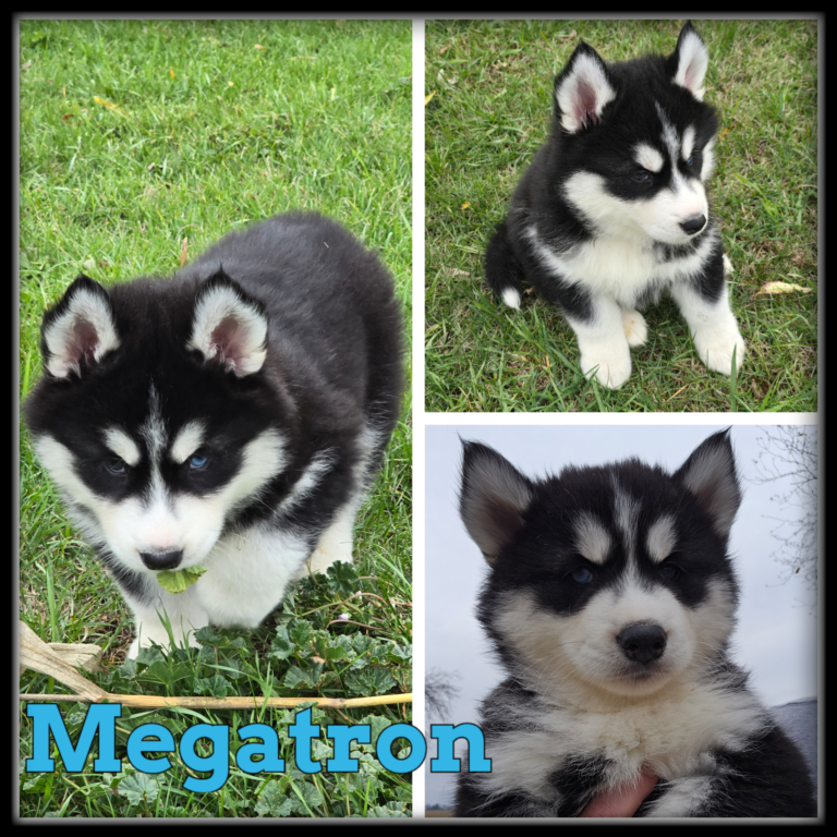 Ready To Adopt – Michigan Siberian Huskies