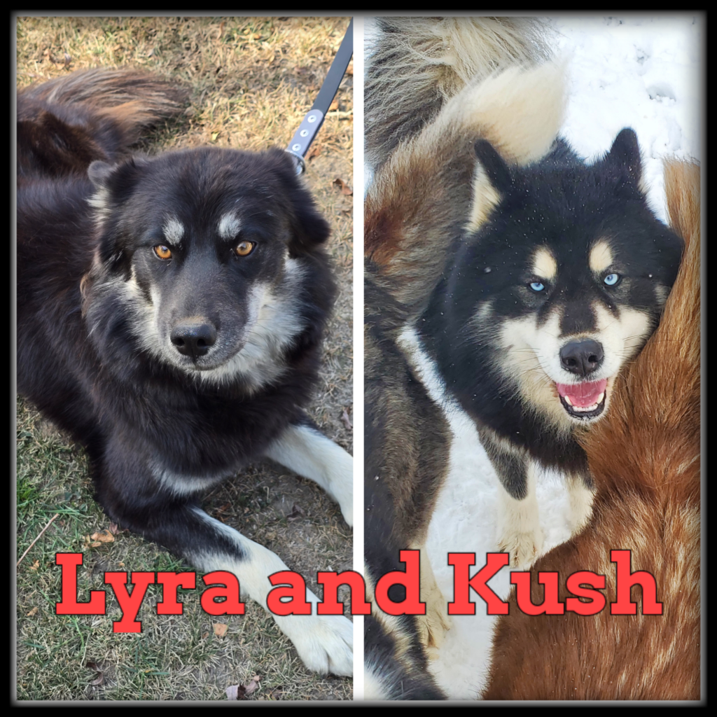 Ready To Adopt – Michigan Siberian Huskies