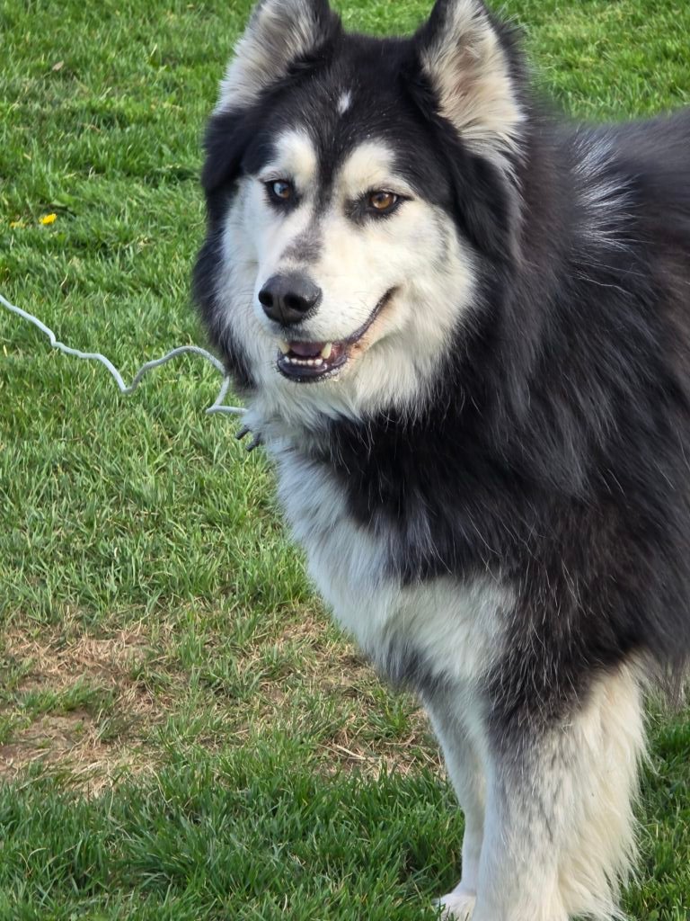 Ready To Adopt – Michigan Siberian Huskies